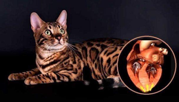 Hypertrophic Cardiomyopathy (HCM) in Cats, Symptoms and Treatment