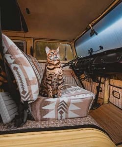 Suki Cat, The Adventurous Bengal Cat Who's Living A Better Life Than Me