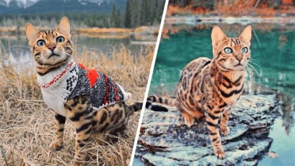 Suki Cat, The Adventurous Bengal Cat Who's Living A Better Life Than Me