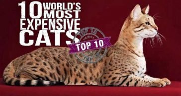 The 10 Most Expensive Cat Breeds in the World, Costing Up To $100,000