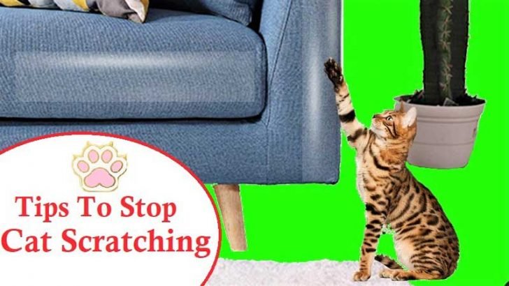 Cat Scratching Solutions: 10 Tips To Stop Cat Scratching Furniture